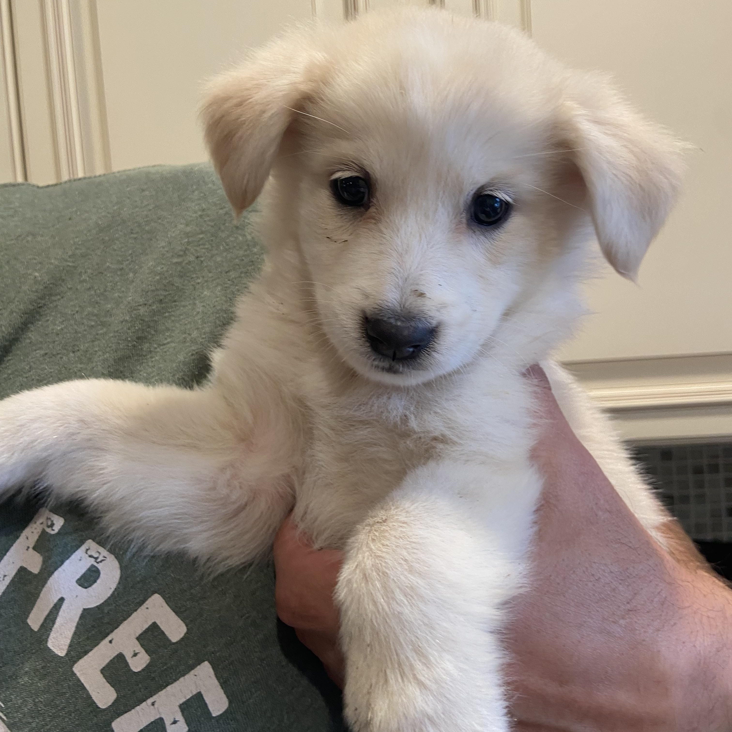 Adopt Aspen Today - Pets TheCountyOffice