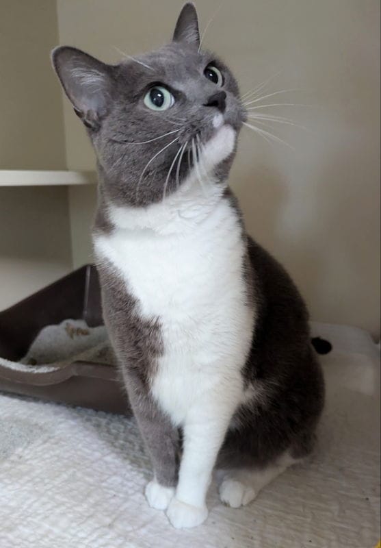 Adopt Mischa Today - Find Paw Pal