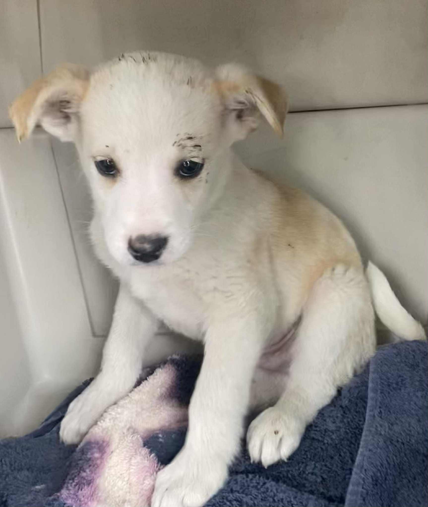 Adopt Winter Today - Pets TheCountyOffice