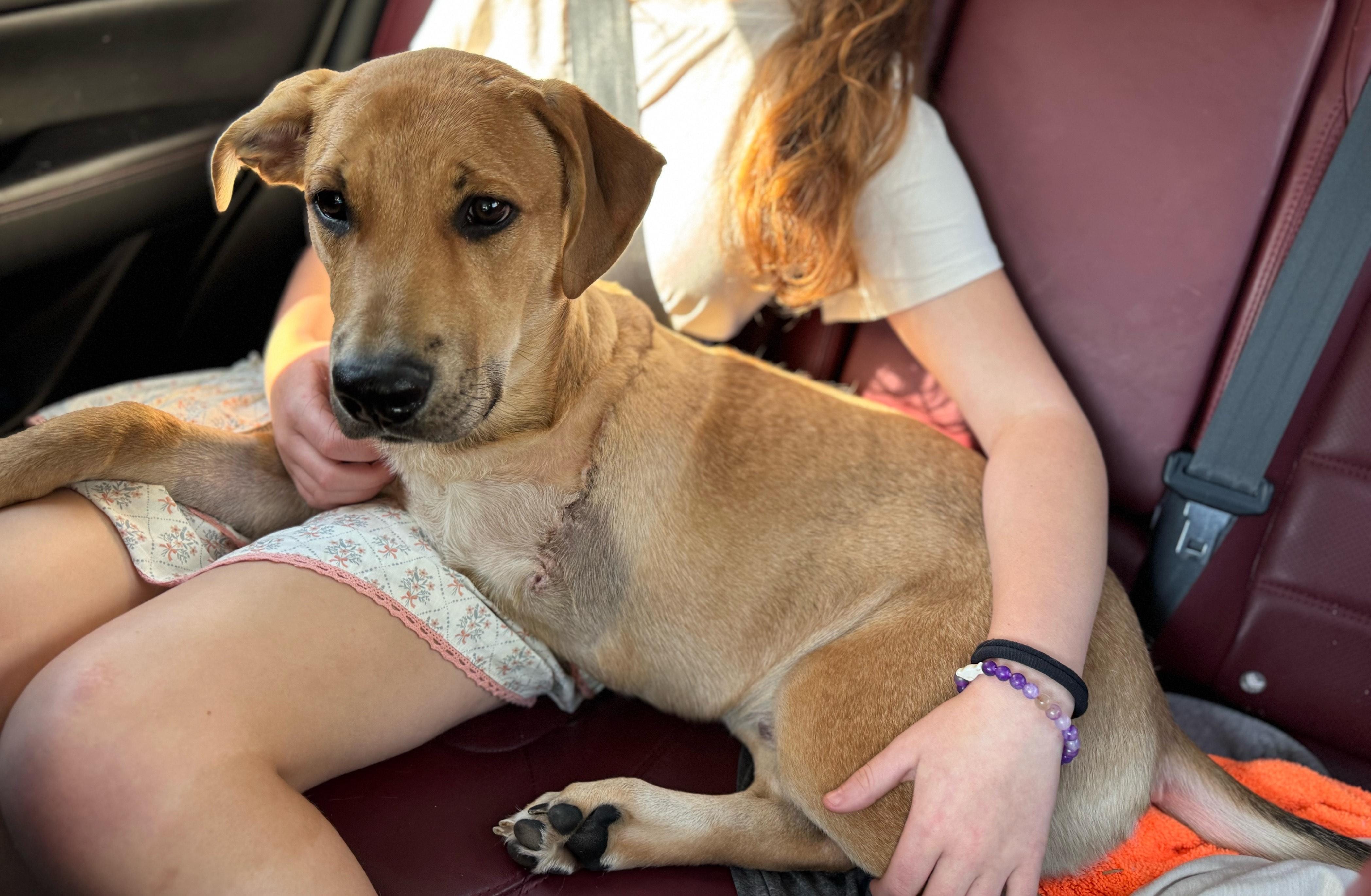 Adopt Ed Today - Pets TheCountyOffice