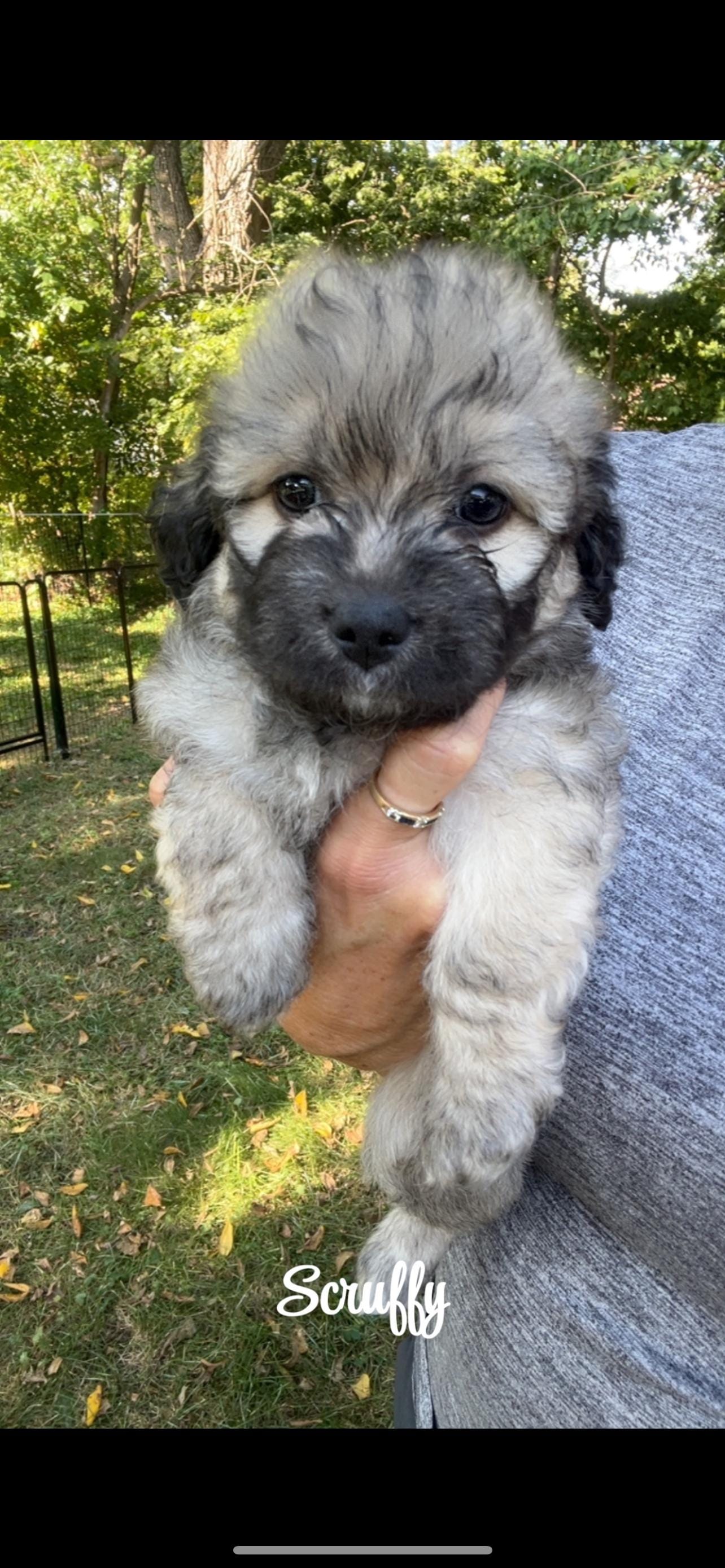 Adopt Scruffy Today - Pets TheCountyOffice