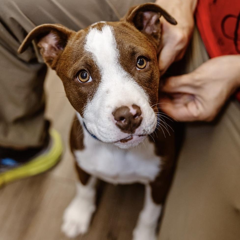 Adopt Fern Today - Pets TheCountyOffice