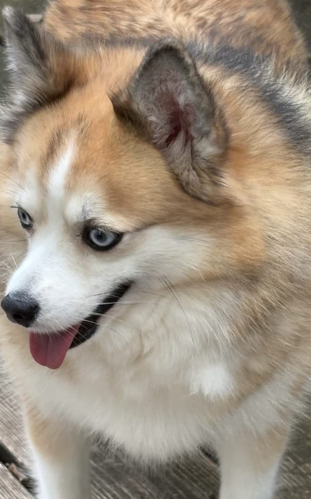 Adopt Pomsky--Gigi Today - Find Paw Pal