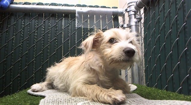 Adopt LUCAS Today - Find Paw Pal