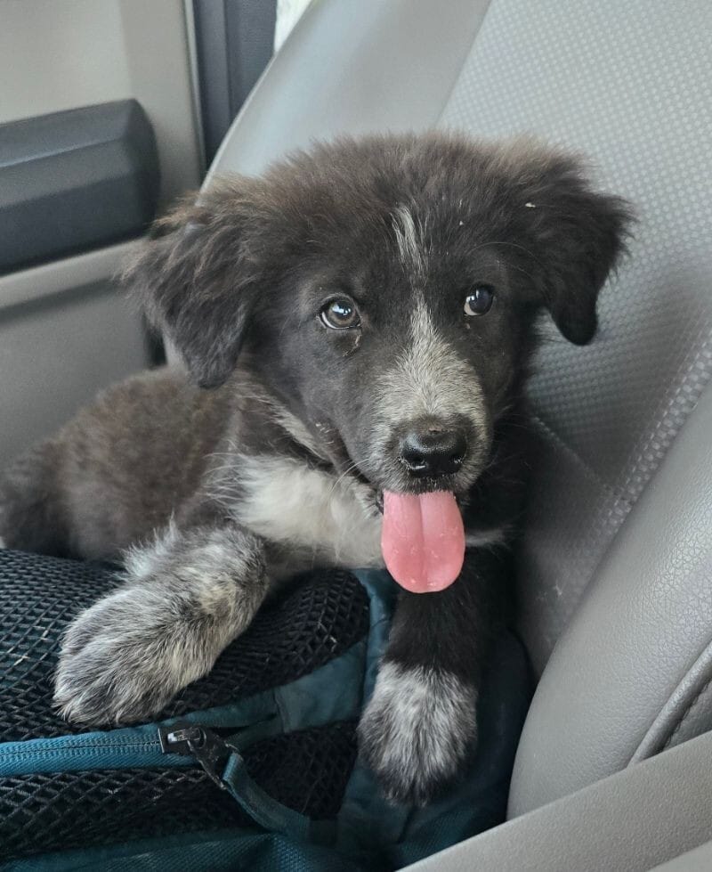 Adopt Gizmo Today - Pets TheCountyOffice