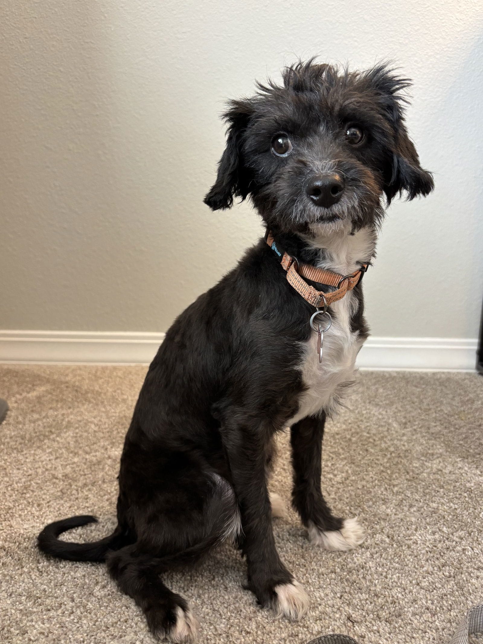 Adopt COCO Today - Pets TheCountyOffice