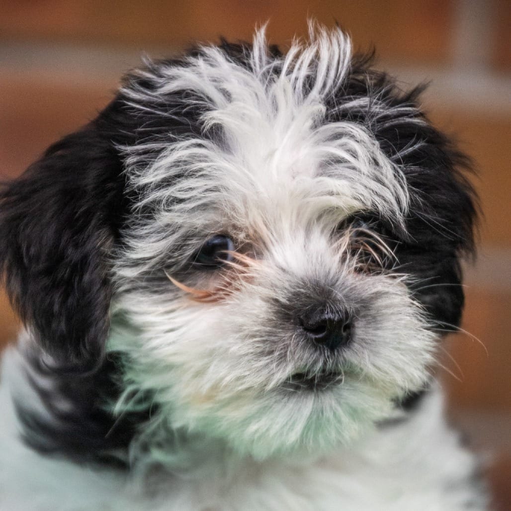 Adopt Bingo Today - Pets TheCountyOffice