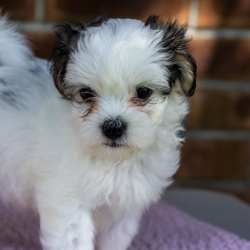 Adopt Violet Today - Pets TheCountyOffice