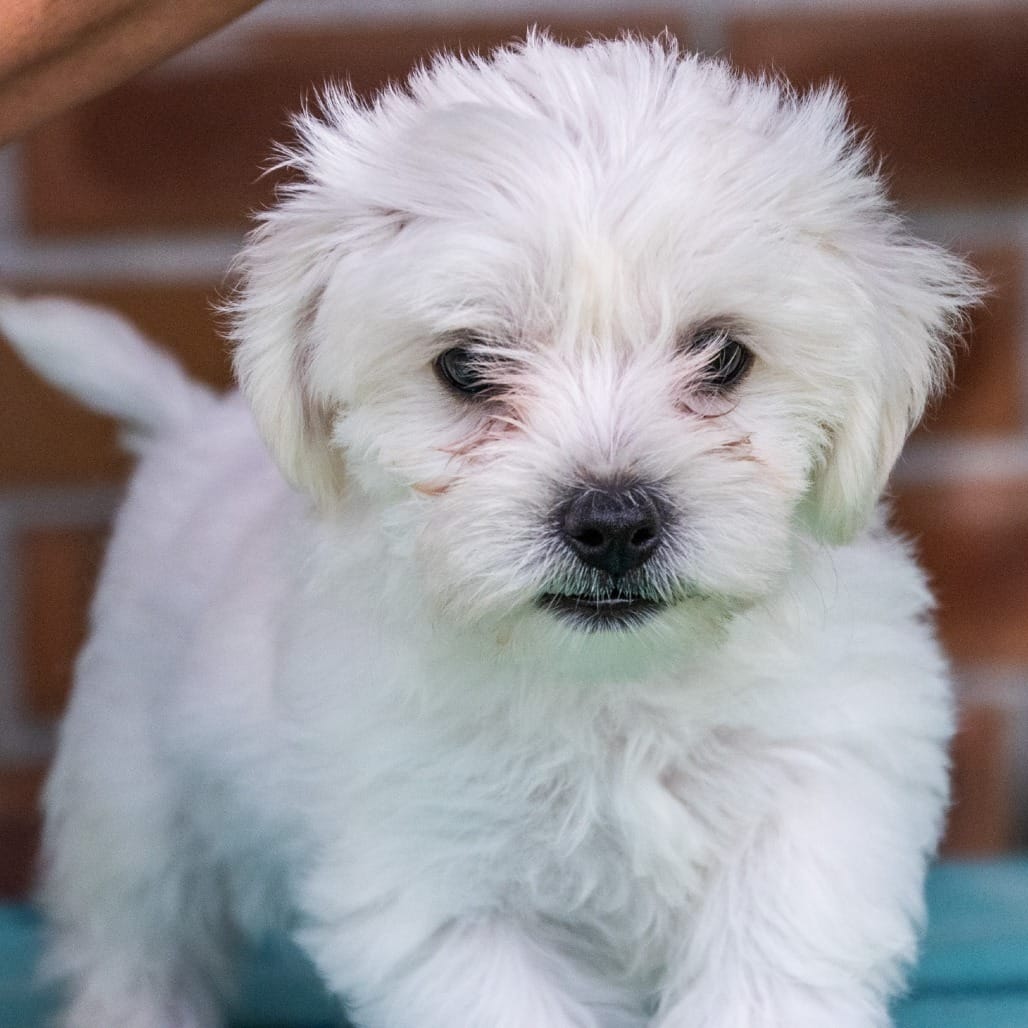 Adopt Stewie Today - Find Paw Pal