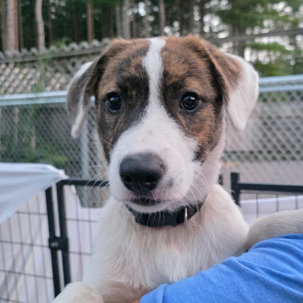Adopt Freckles Today - Pets TheCountyOffice