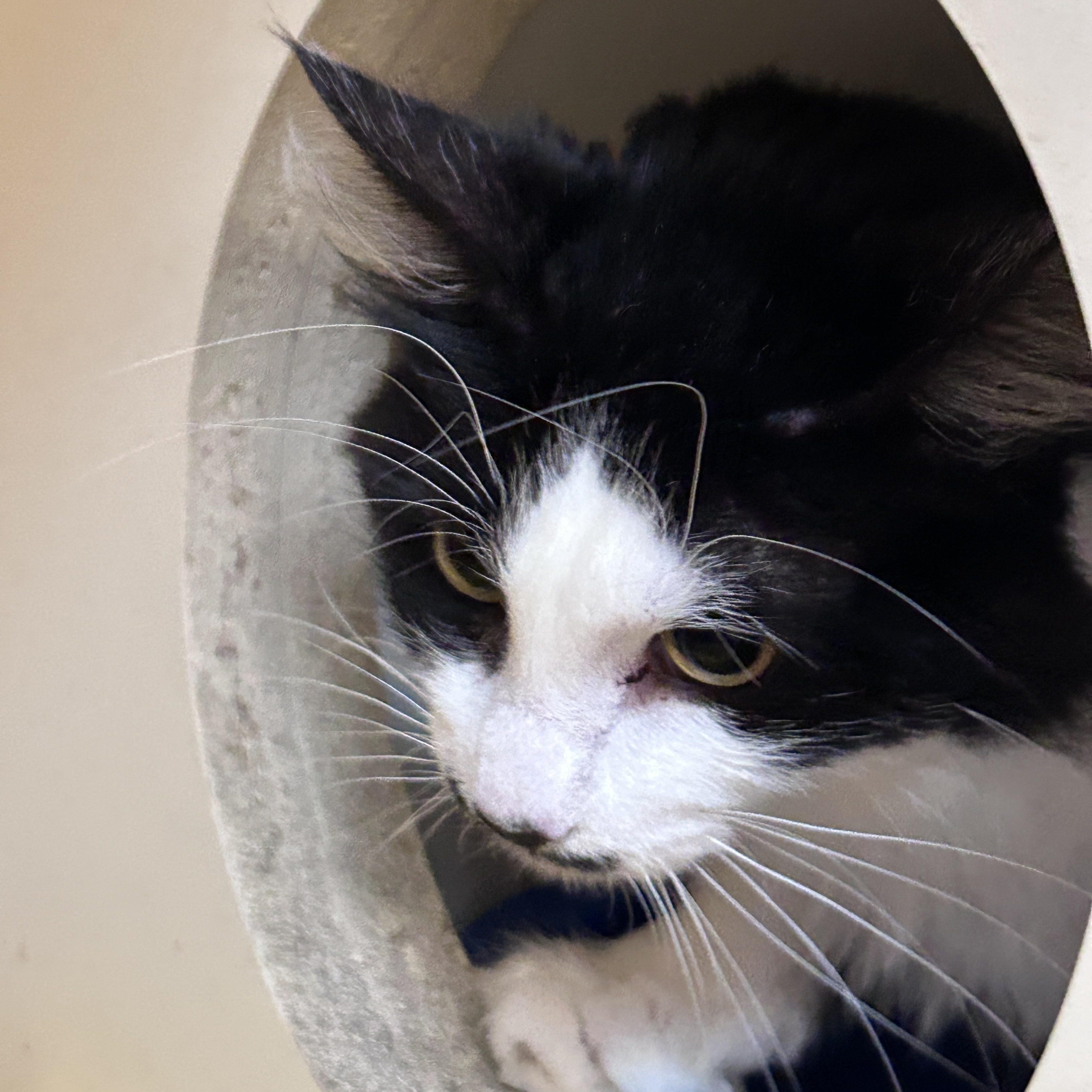 Friendship Animal Protective League in Elyria, OH - Find Paw Pal