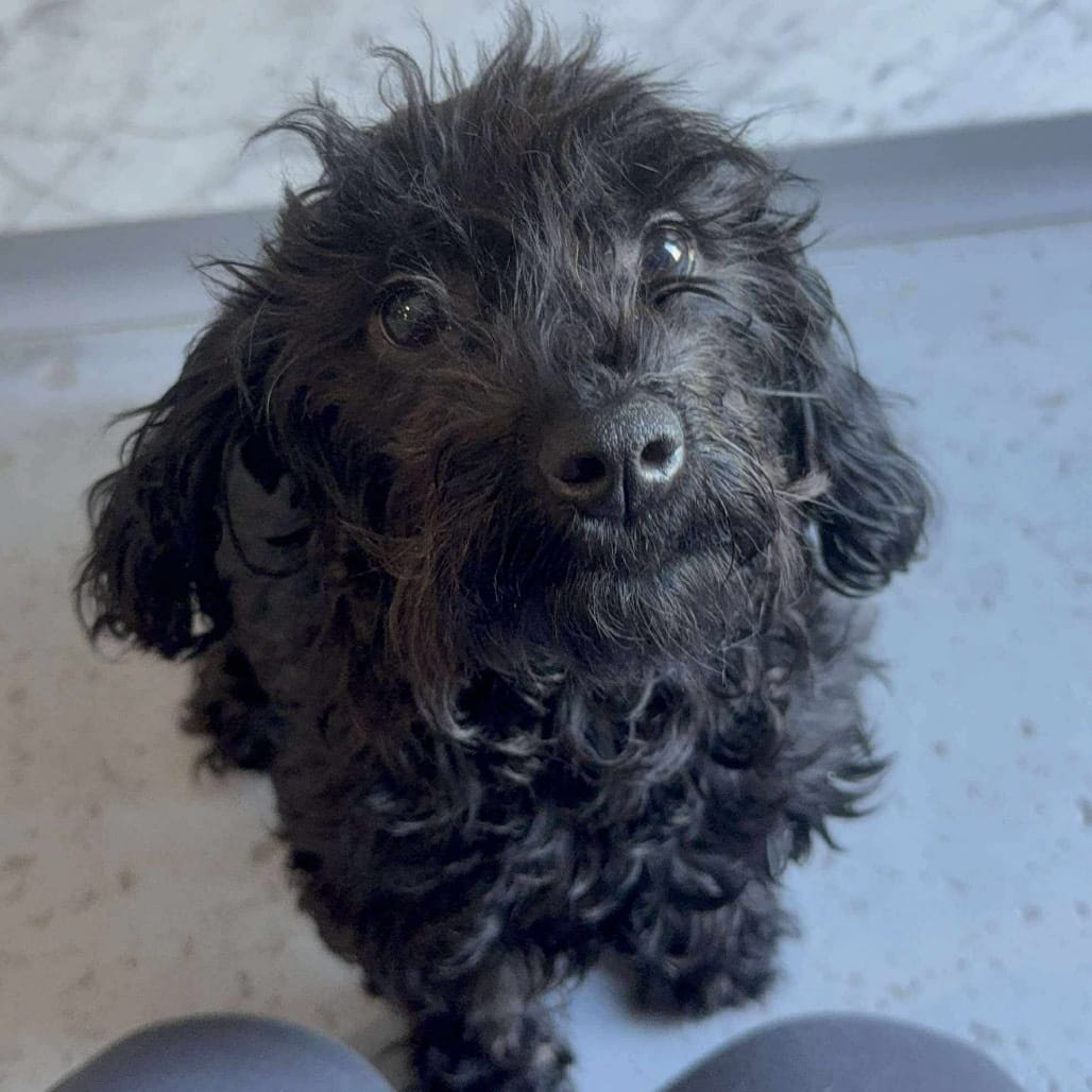 Adopt Rolla Today - Find Paw Pal