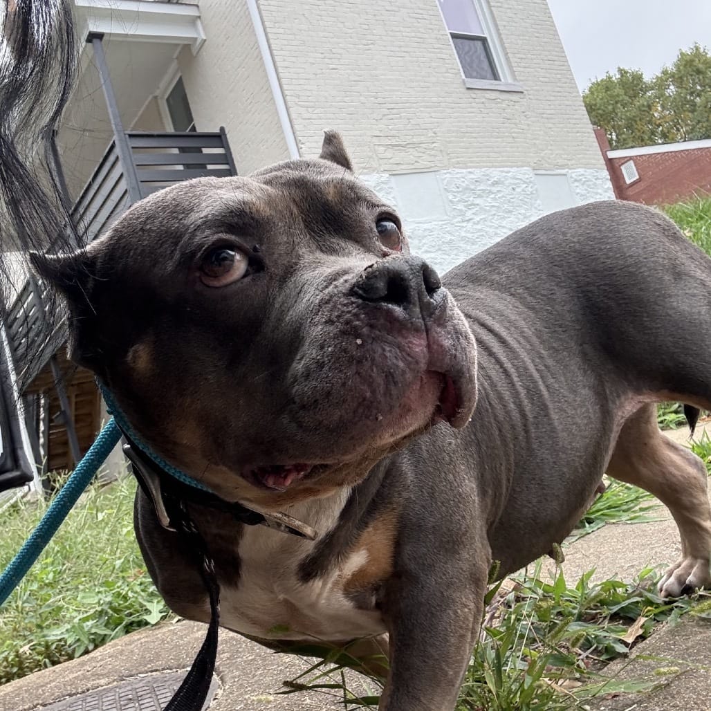 Adopt Betty Boop Today - Find Paw Pal