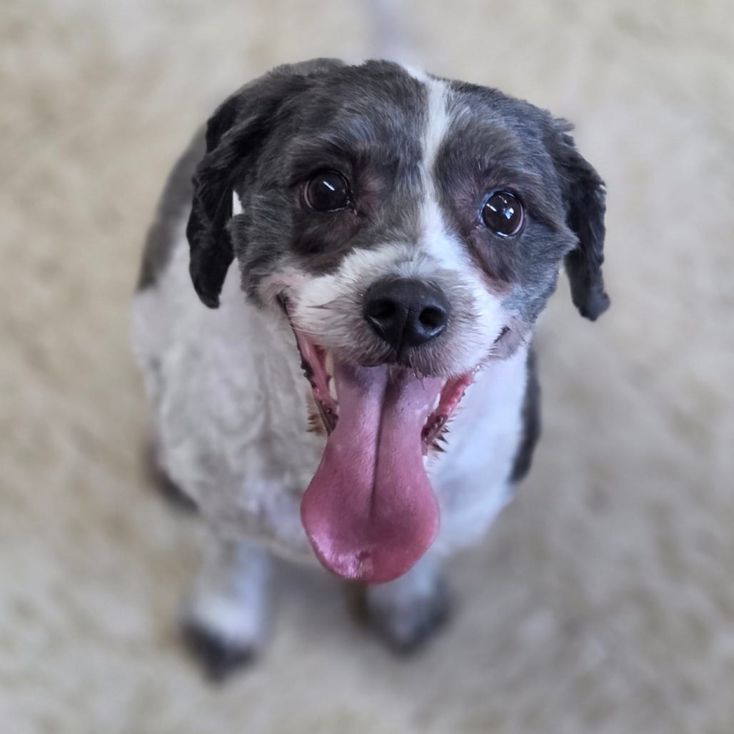 Adopt COCO Today - Pets TheCountyOffice