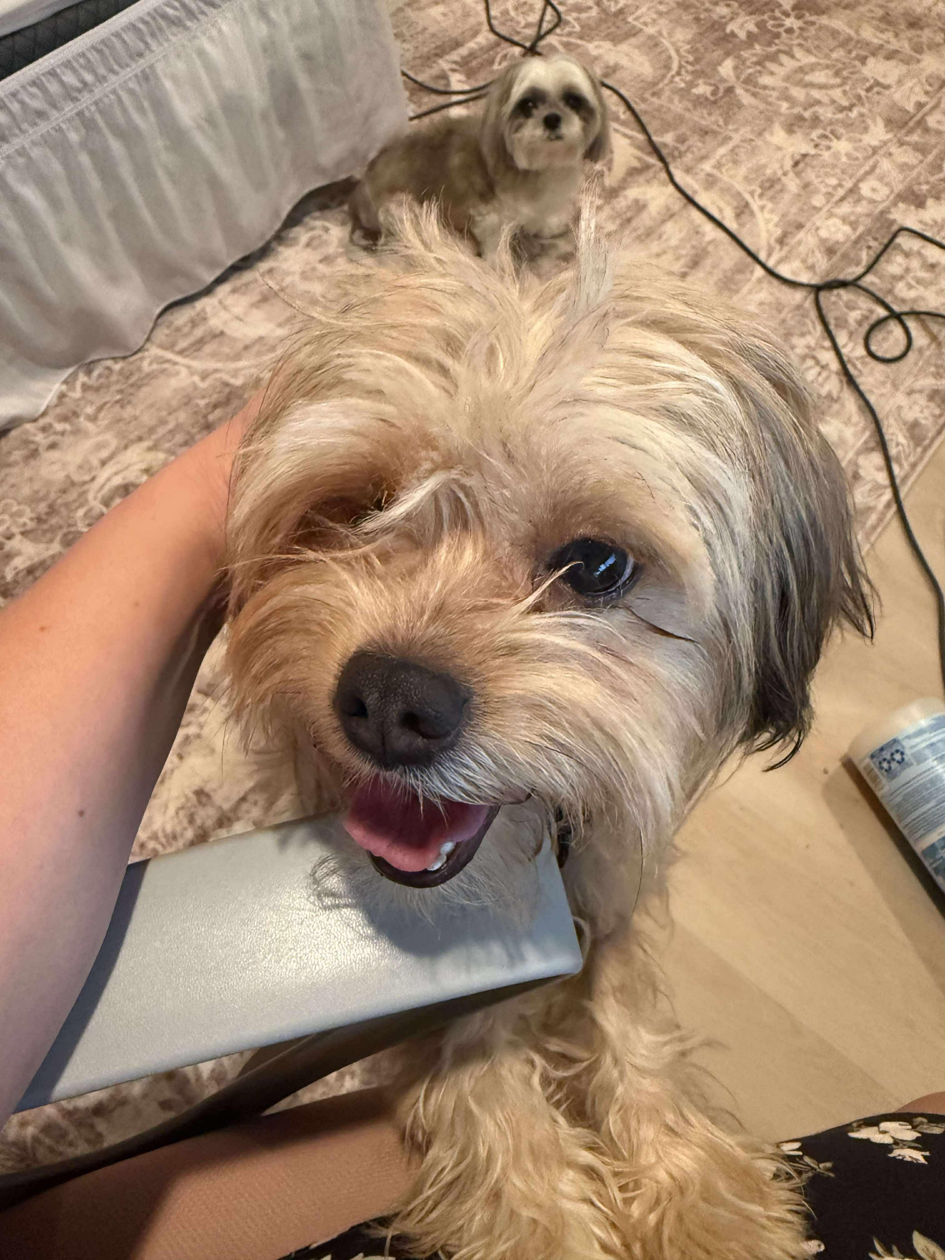 Adopt Oso Today - Find Paw Pal