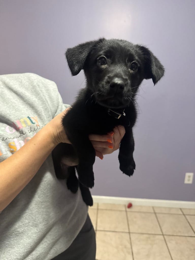 Adopt Cercie Today - Pets TheCountyOffice