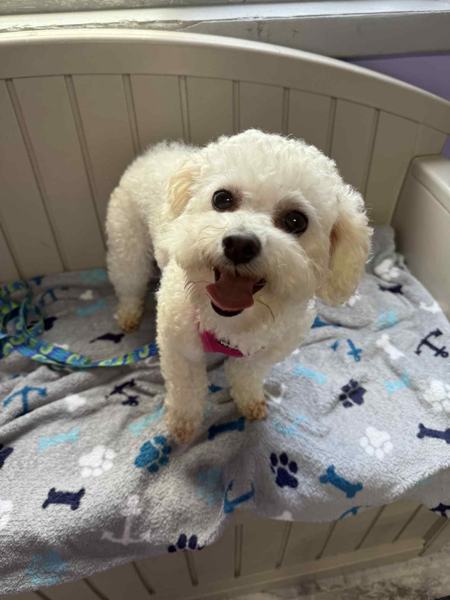 Adopt Dot Today - Pets TheCountyOffice