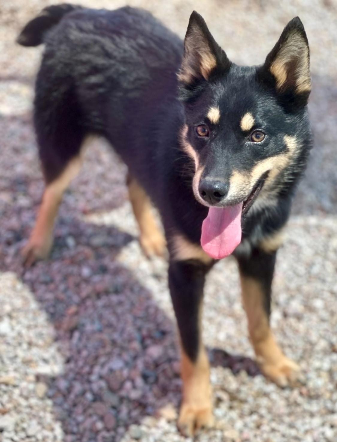 Adopt Dondo Today - Pets TheCountyOffice