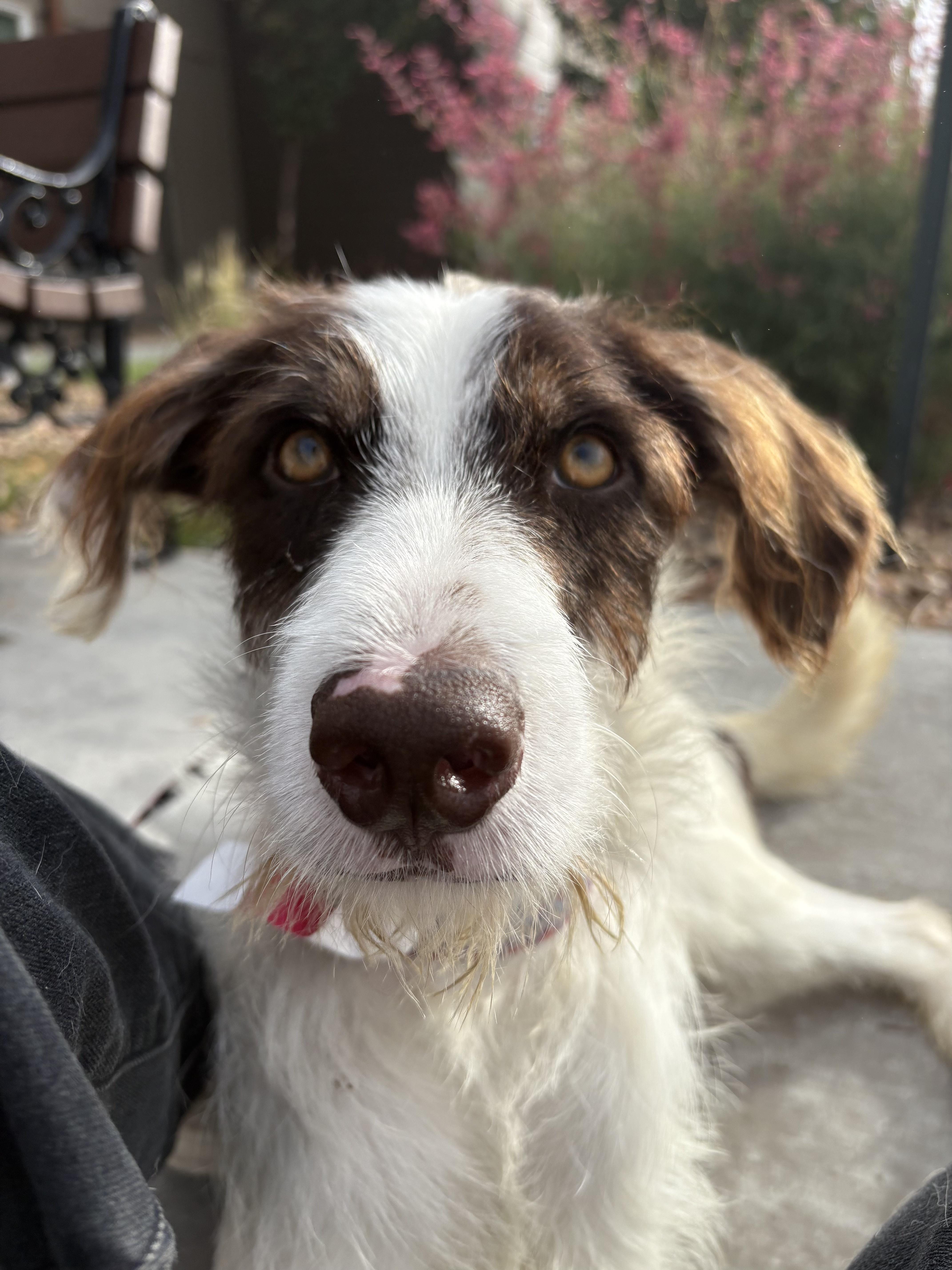 Adopt Gus Today - Find Paw Pal