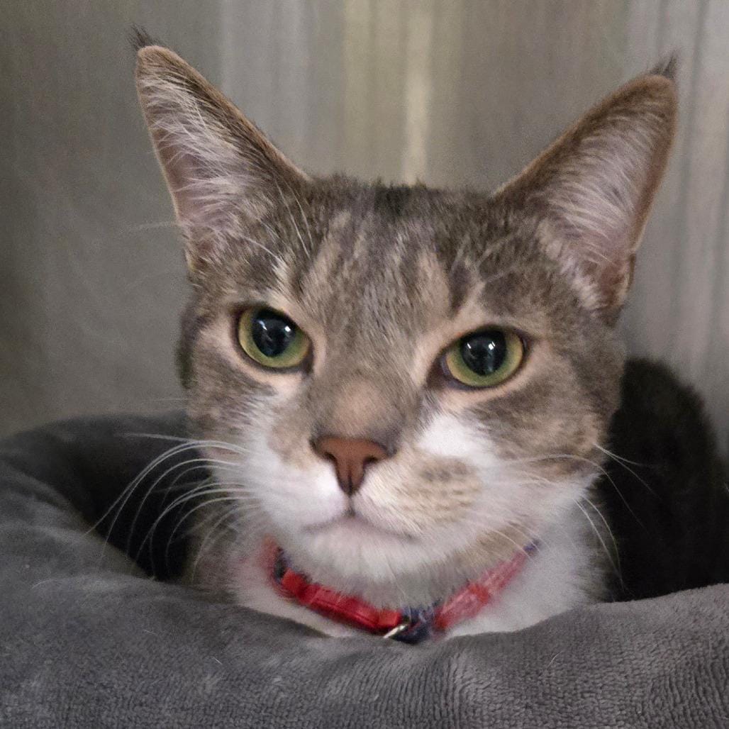 Adopt Sully Today - Pets TheCountyOffice
