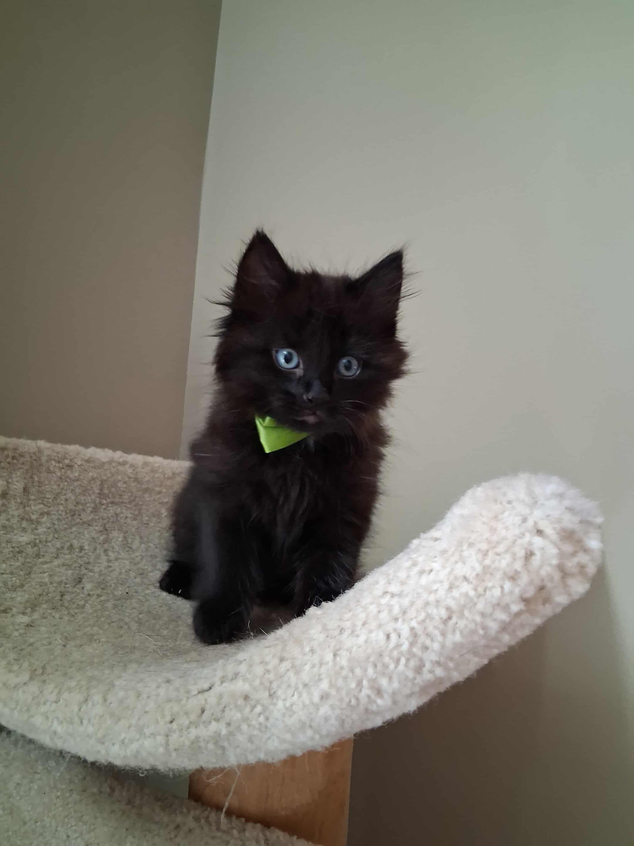 Adopt the Ideal Cat Near You - Find Paw Pal
