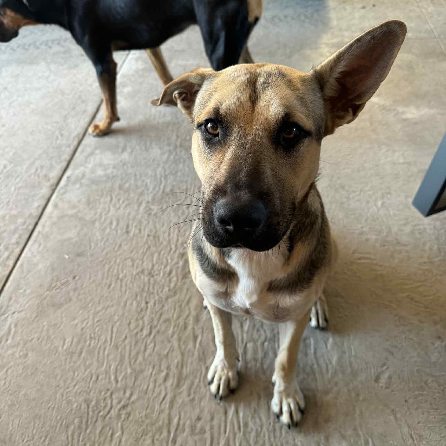 Adopt the Ideal Dog Near You - Find Paw Pal