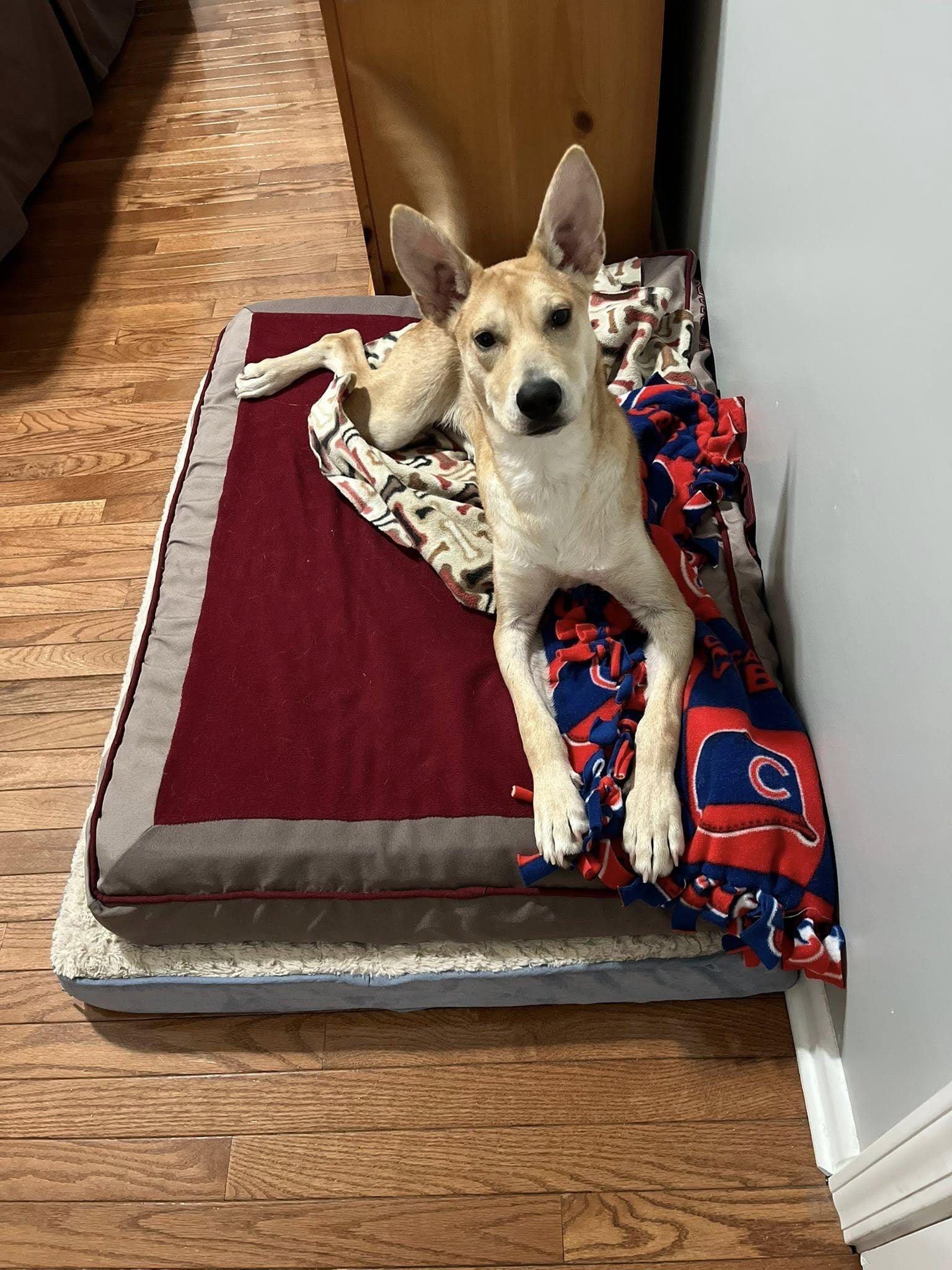 Adopt Waffles Today - Find Paw Pal
