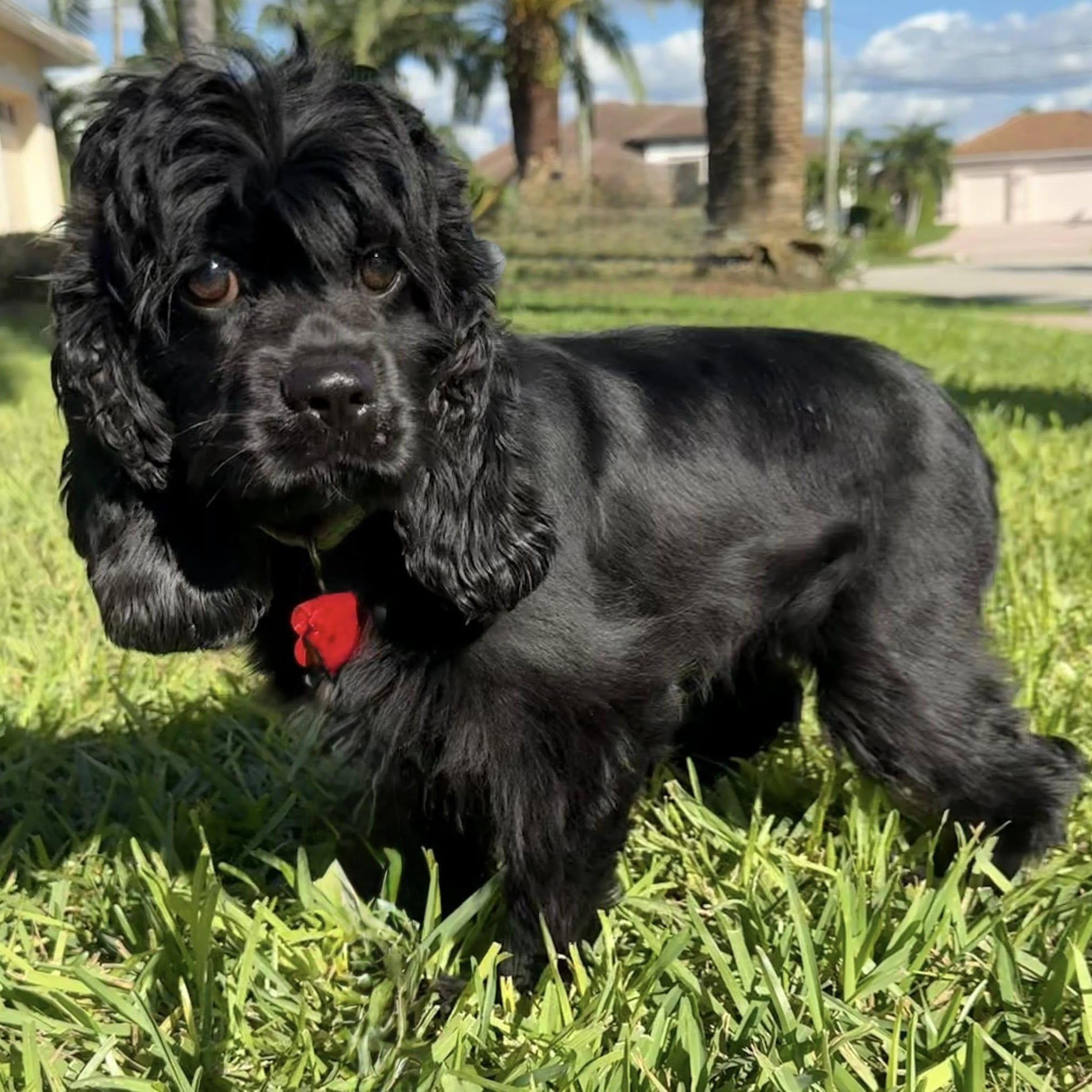 Adopt Kelly Today - Pets TheCountyOffice