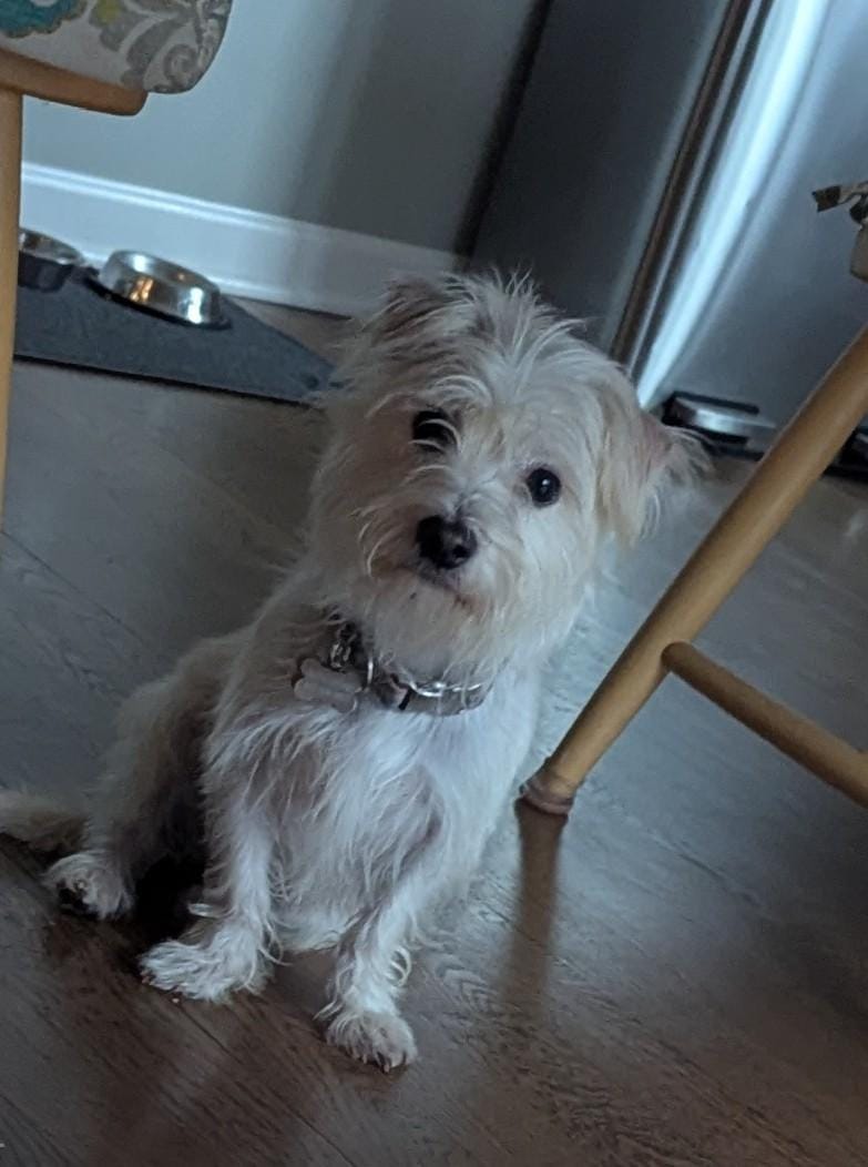 Adopt Leo Today - Pets TheCountyOffice