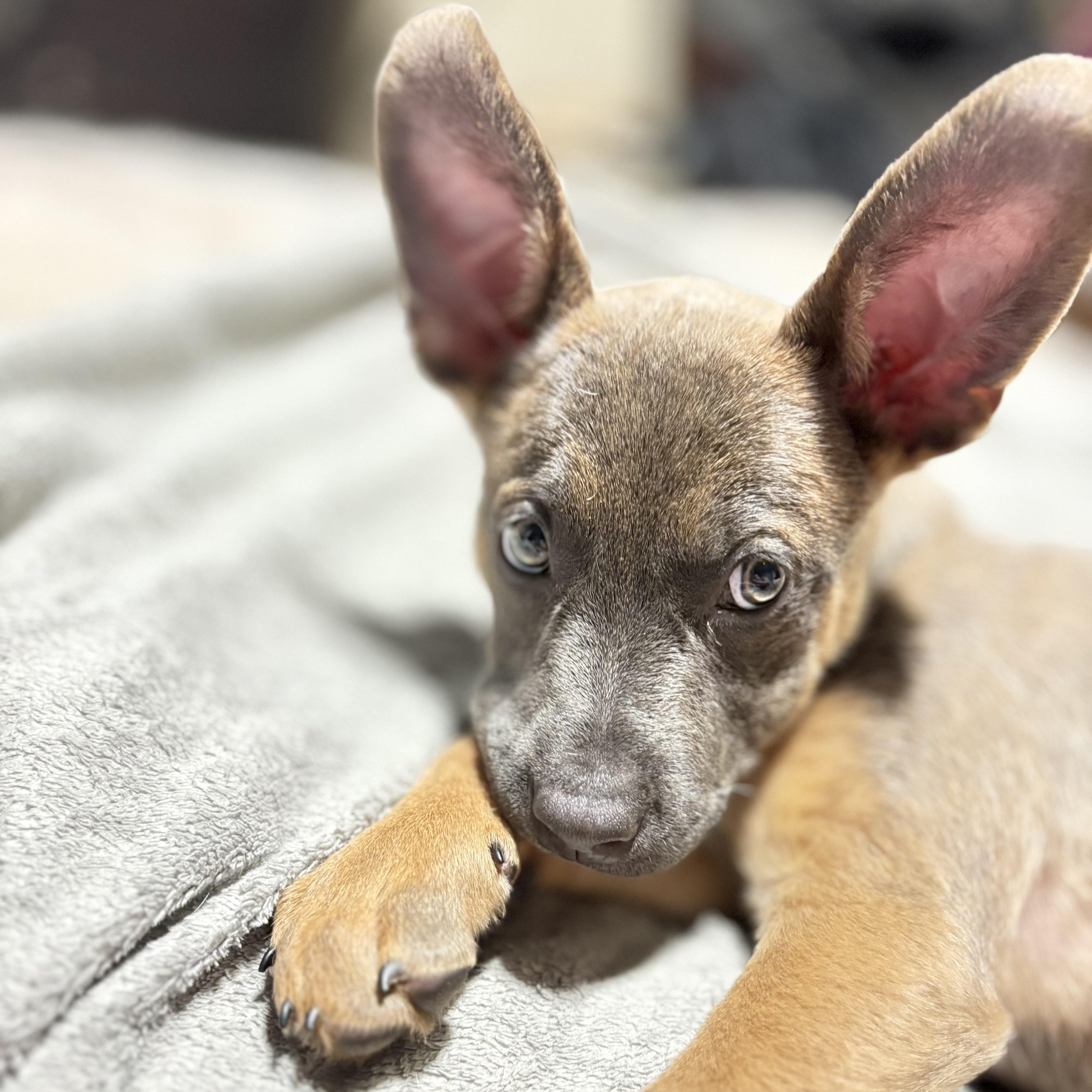 Adopt Barbie Today - Pets TheCountyOffice