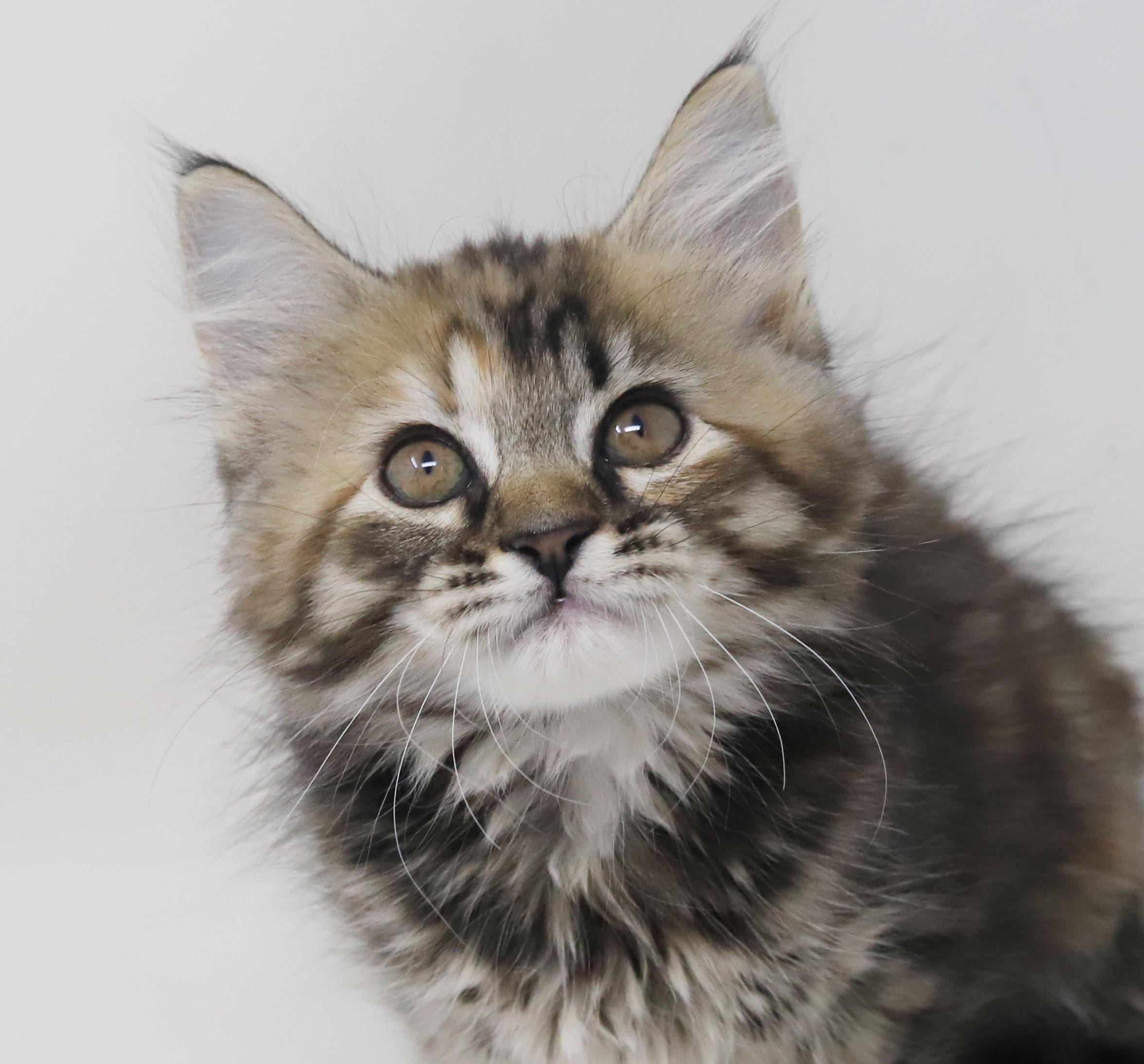 Adopt Connie is a teeny tiny FLOOFY superstar! READ FULL BIO BEFORE ...