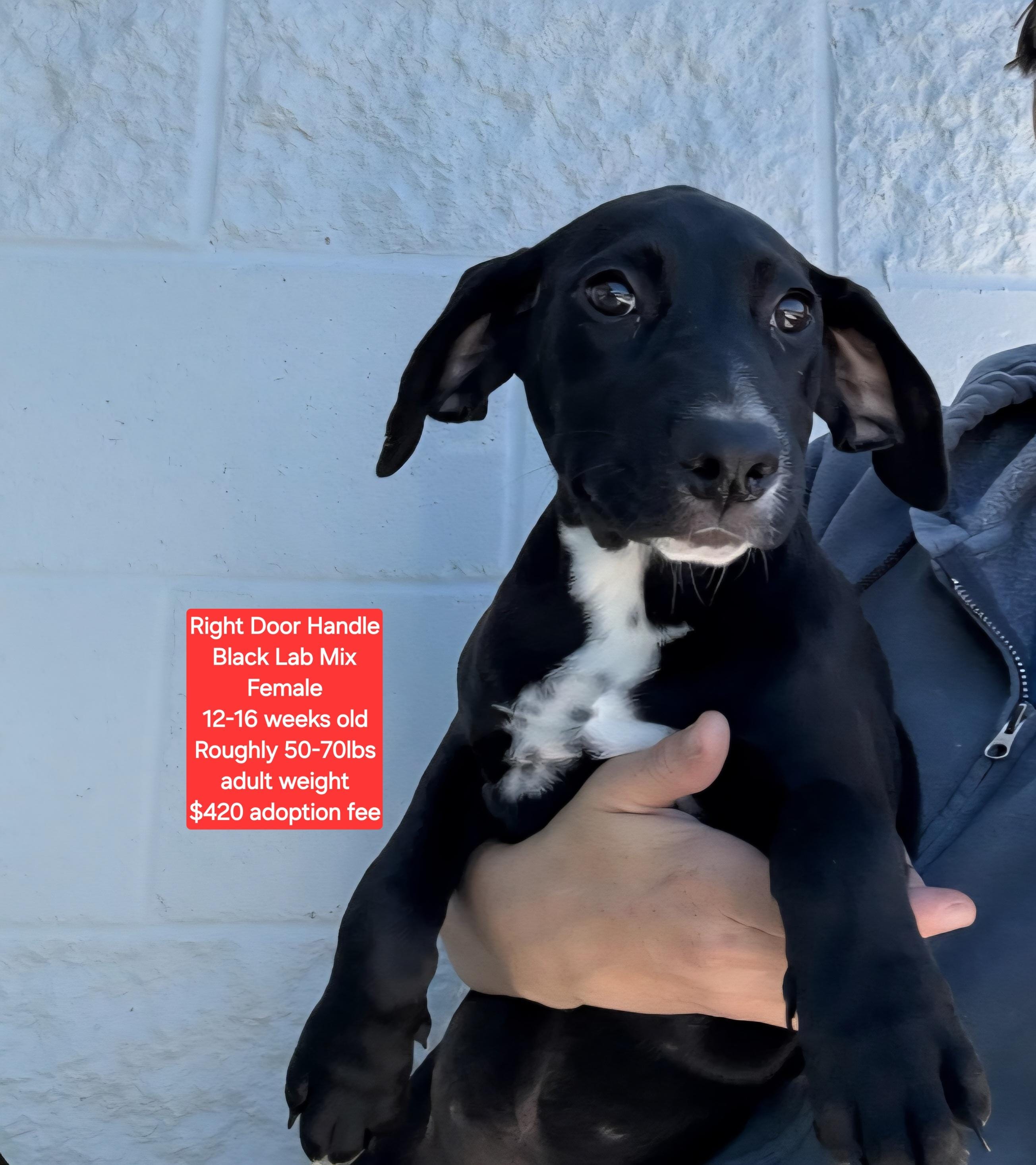 Adopt Malibu Today - Pets TheCountyOffice