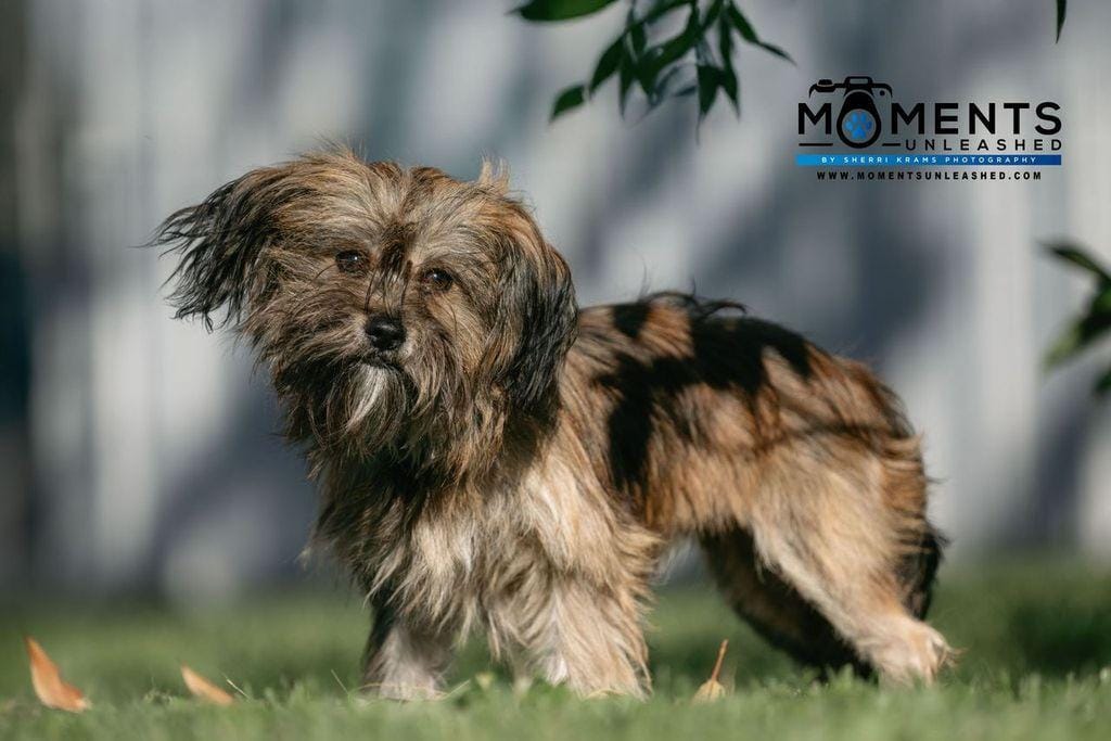 Adopt Wookie Today - Pets TheCountyOffice