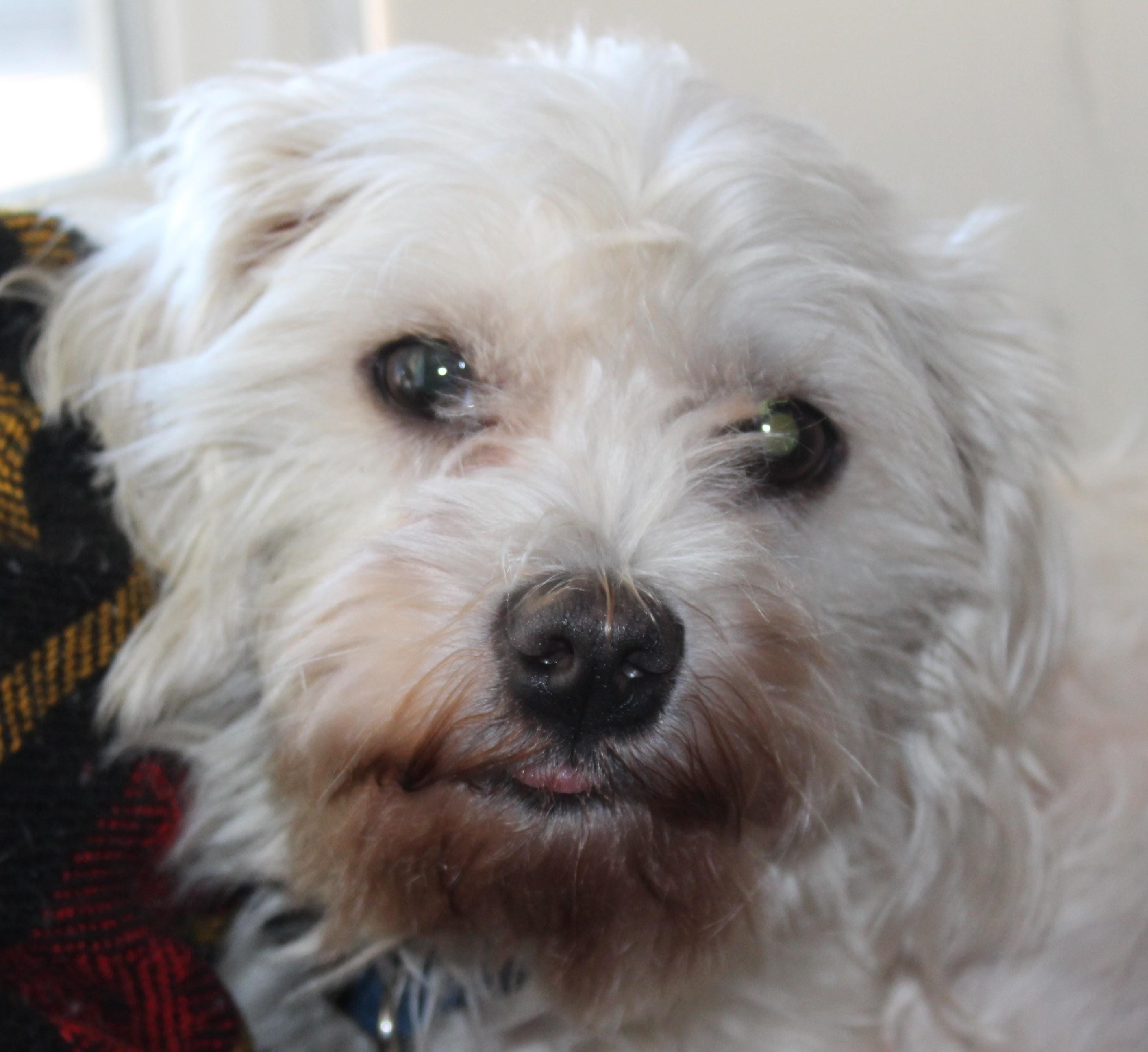 Adopt Toby Today - Pets TheCountyOffice