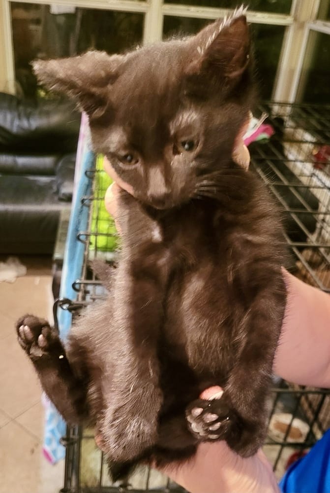 Adopt Copper Today - Pets TheCountyOffice