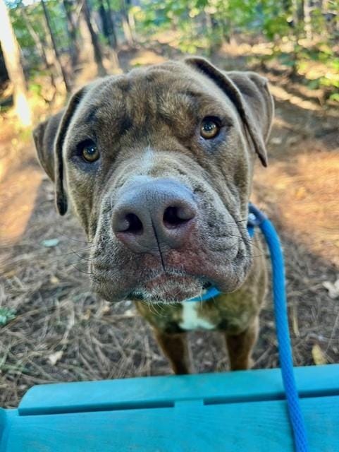 Adopt Igor Today - Pets TheCountyOffice