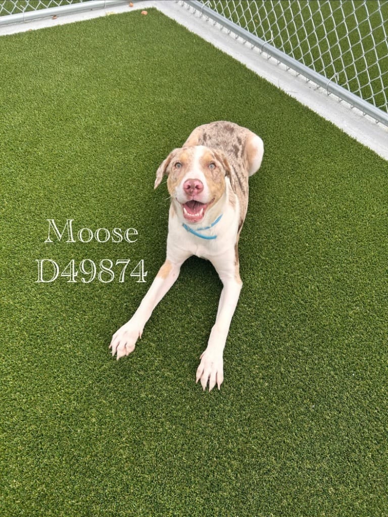 Adopt Grover Today - Find Paw Pal