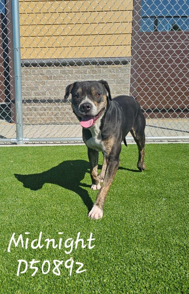 Adopt Igor Today - Pets TheCountyOffice