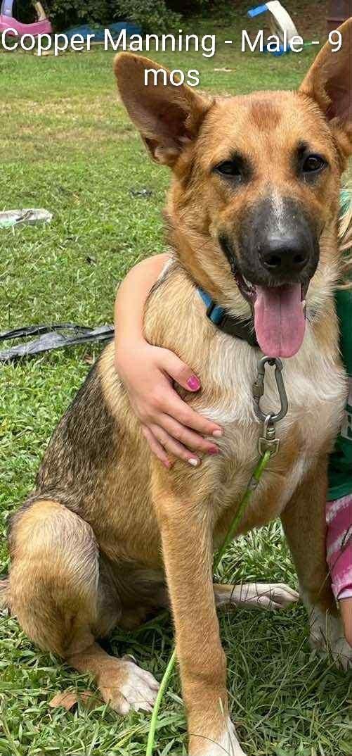 Adopt Copper Manning Today - Pets TheCountyOffice