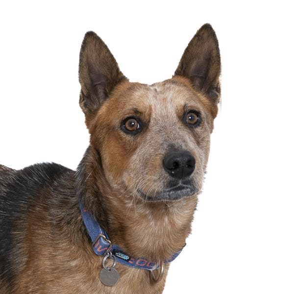 Adopt Granger Today - Find Paw Pal