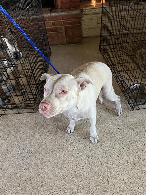 Adopt SPORK Today - Find Paw Pal