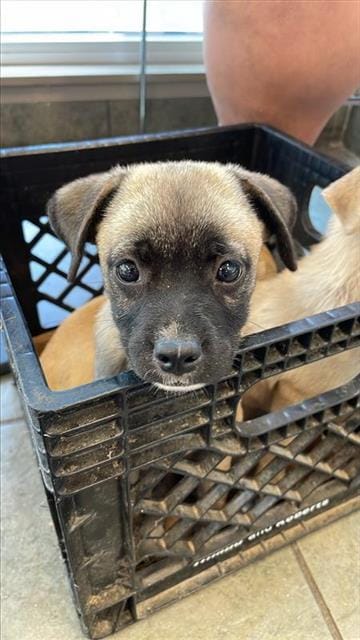 Adopt Muffin Today - Pets TheCountyOffice