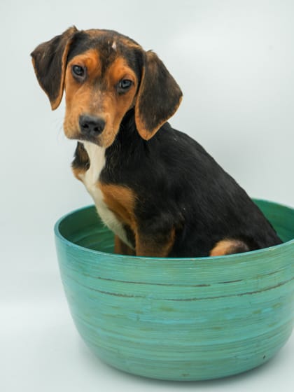 Adopt Frank Jr Jr Today - Find Paw Pal