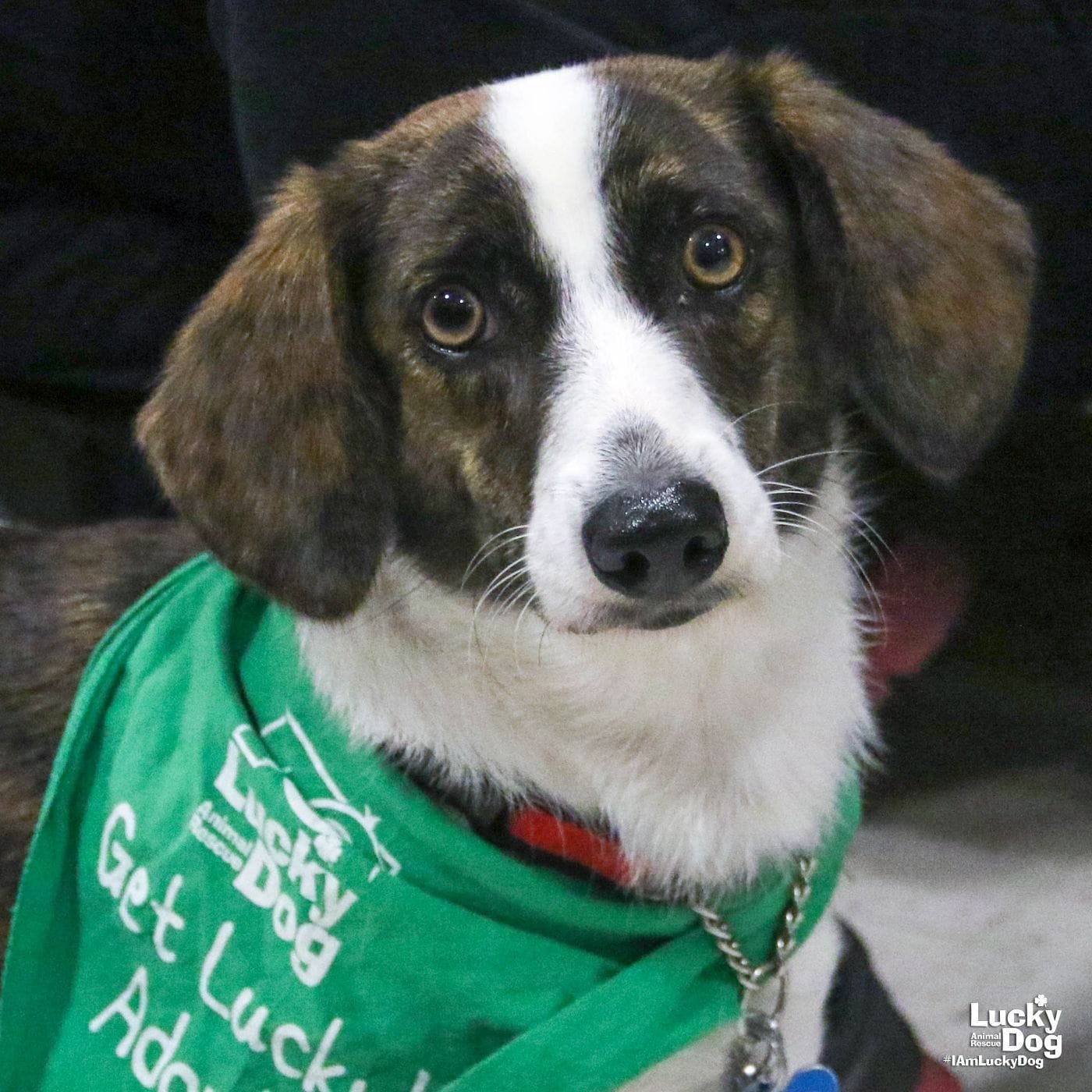 Adopt Opal Today - Find Paw Pal