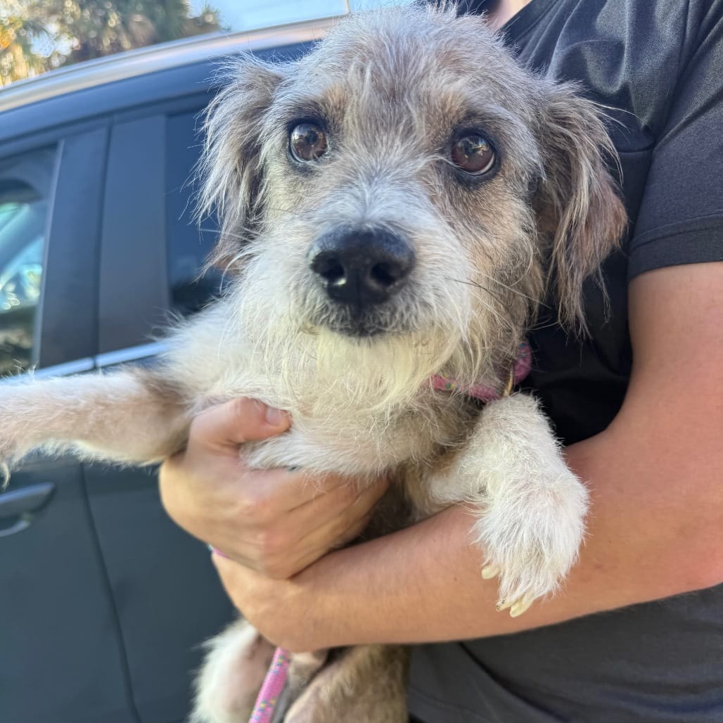 Adopt Norman Today - Pets TheCountyOffice
