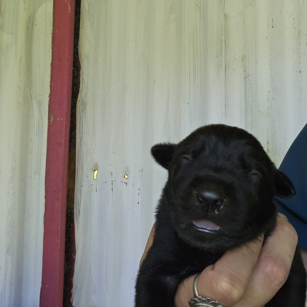 Adopt Pluto Today - Find Paw Pal