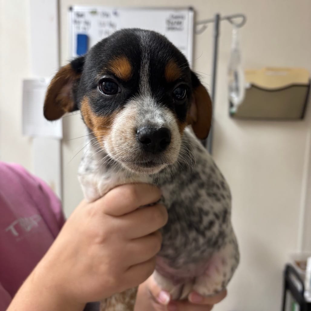 Adopt Frank Jr Jr Today - Find Paw Pal