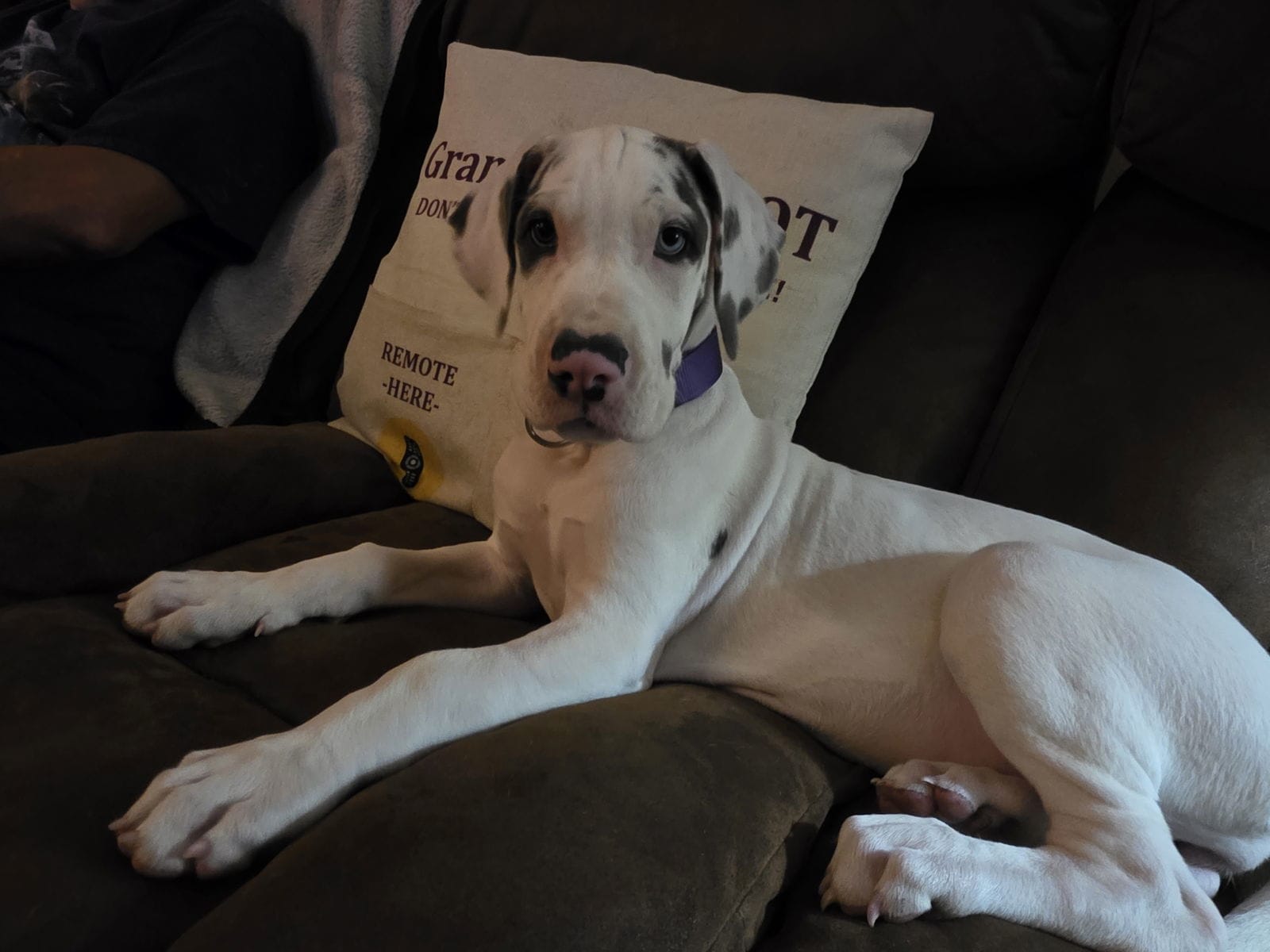 Adopt Karma Today - Pets TheCountyOffice