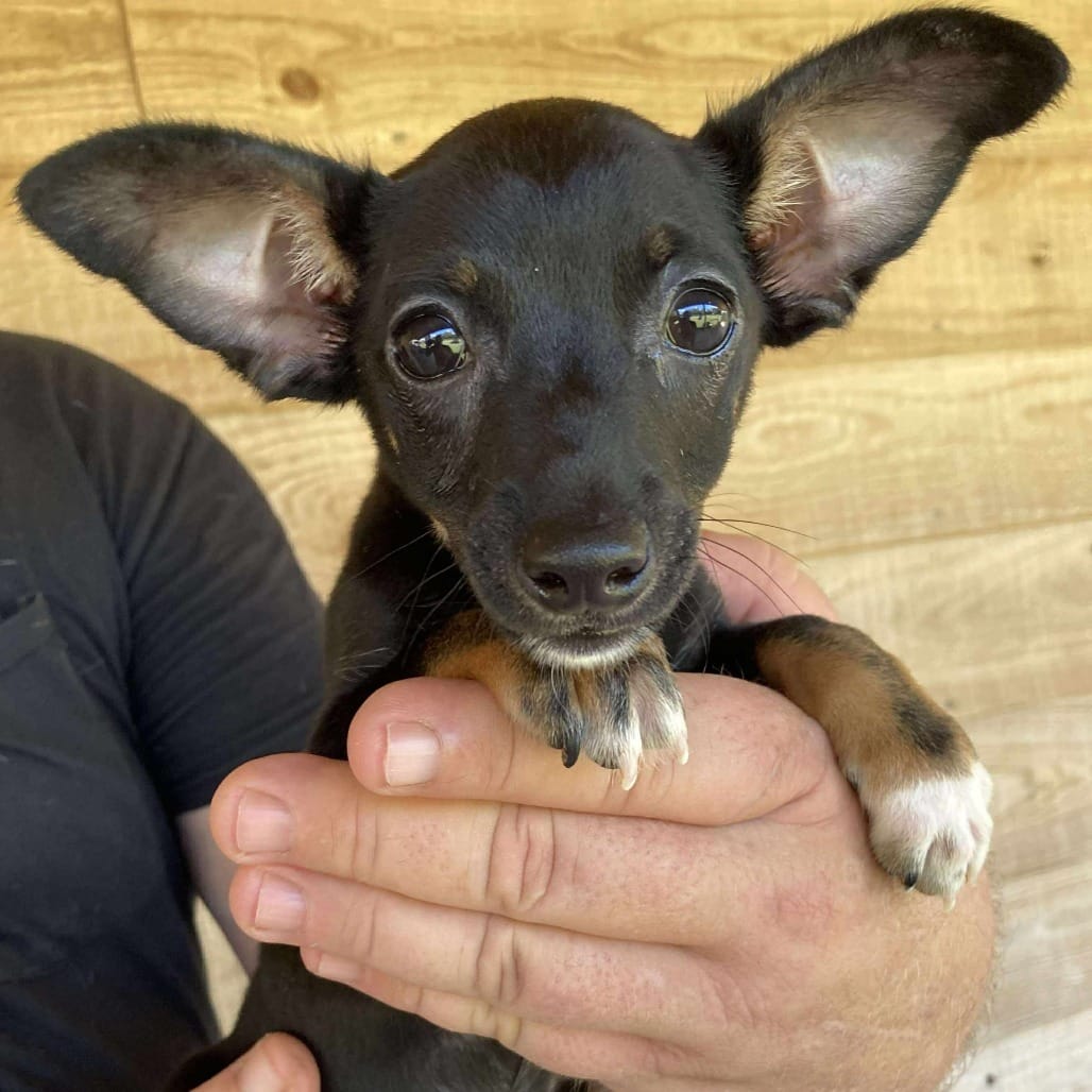 Adopt Maverick Today - Pets TheCountyOffice