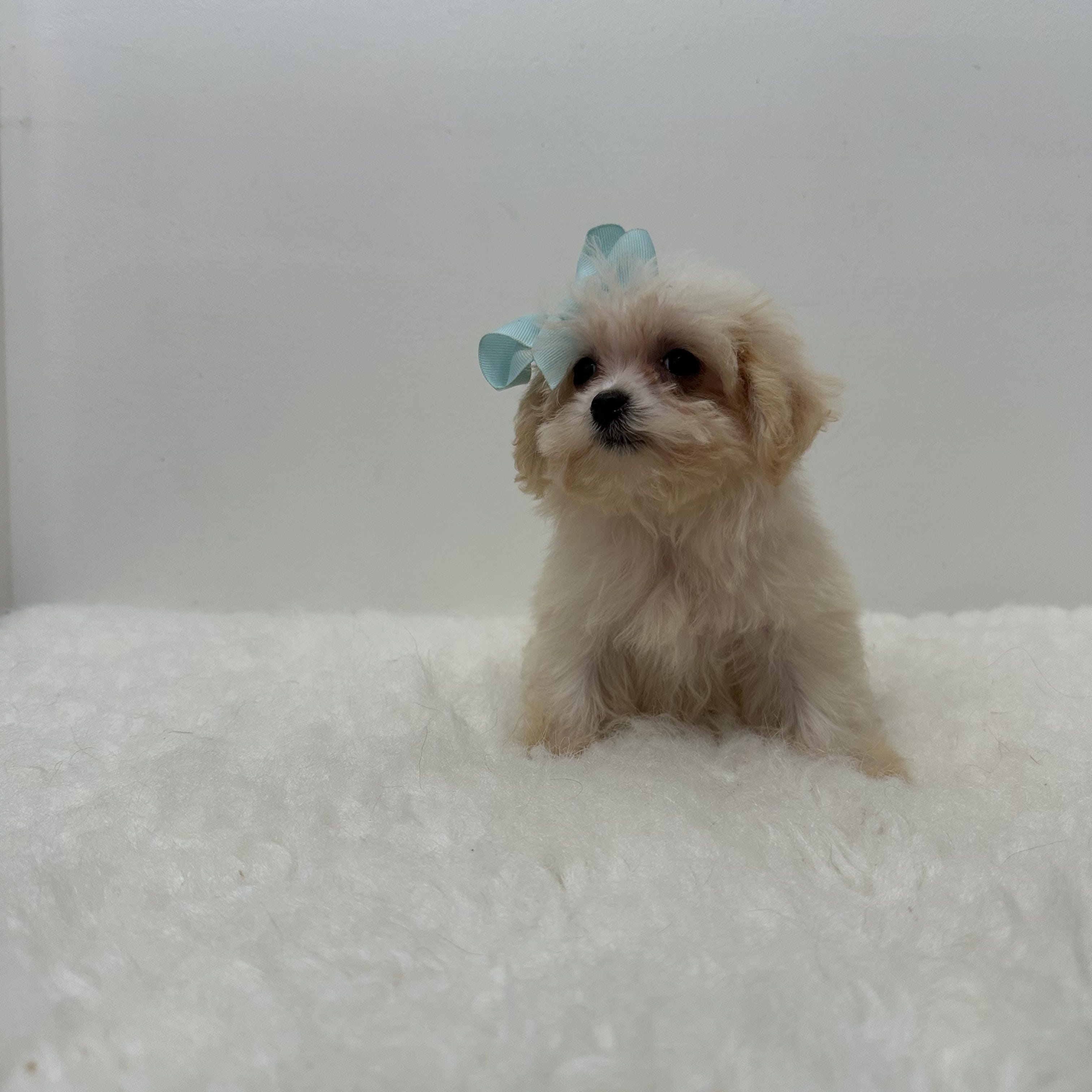 Adopt Sweet Pea Today - Pets TheCountyOffice